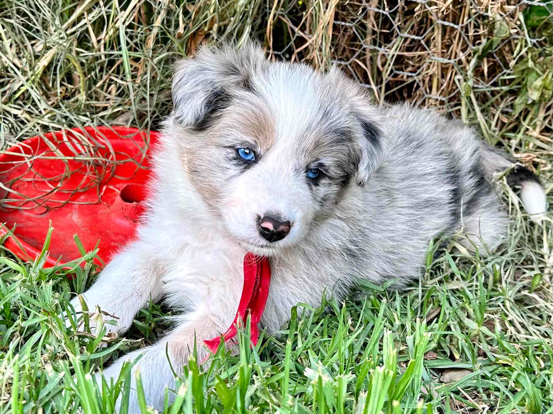 Gallery Photos - Eltham Border Collies